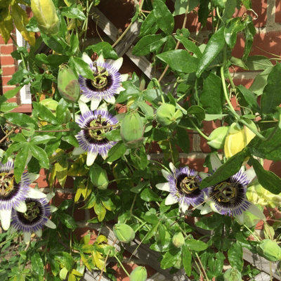 1 x Passiflora Passion Flower 'Damsels Delight' in 9cm Pot - Semi ...