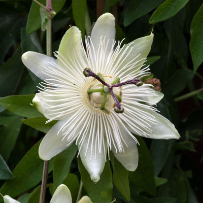 1 x Passiflora Snow Queen Plant in 9cm Pot - Passion Flower Semi ...