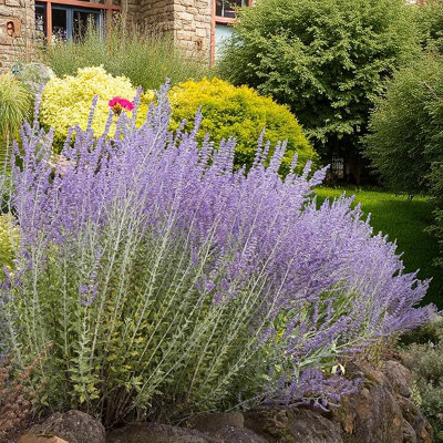 1 x Perovskia Blue Spire Bare Root - Lilac Blue Russian Sage Hardy ...