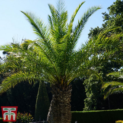 1 x Phoenix Canary Palm Tree 1.5 Litre Potted Plant - Tropical Style ...