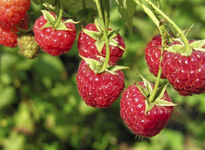 1 x Raspberry Tulameen Bare Root Cane - Grow Your Own Fresh Raspberries