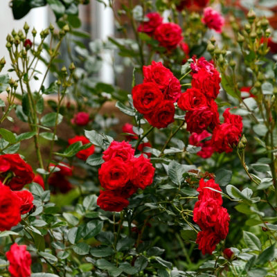 1 x Rose Bush Stromboli in 3L Pot - Red Summer Autumn Outdoor Compact ...