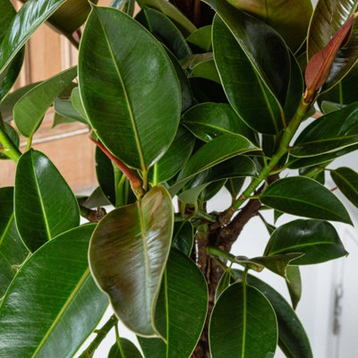 1 x Rubber Plant Ficus Melany Indoor Plant in 8cm Pot - Live Real Air ...