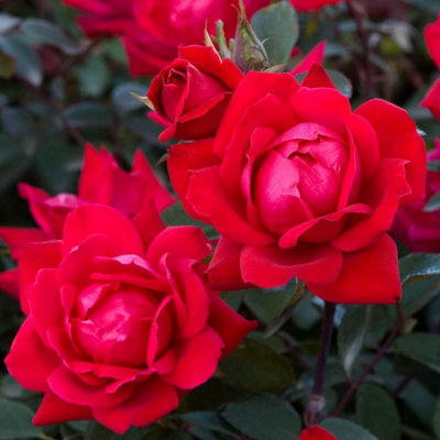 1 x Ruby Wedding Bare Root Rose - Fragrant, Hardy & Repeat Flowering ...
