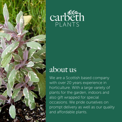 1 x Sage Tricolour Herb Plant in 9cm Pot - Easy to Grow Variegated ...
