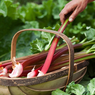1 x The Sutton Rhubarb Crown - Rheum Rhabarbarum Perennial Ready to ...