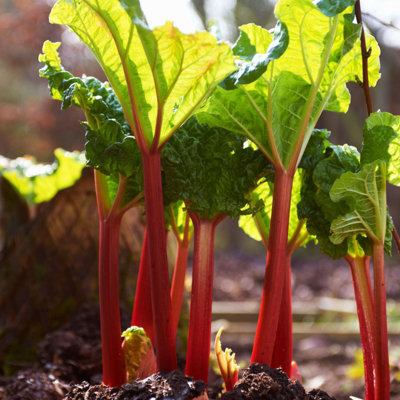 1 x The Sutton Rhubarb Crown - Rheum Rhabarbarum Perennial Ready to ...
