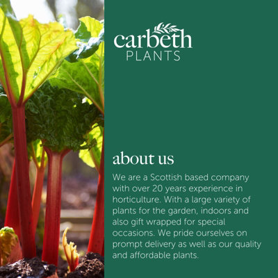 1 X THE SUTTON RHUBARB CROWN - RHEUM RHABARBARUM PERENNIAL READY TO ...