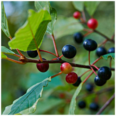 Buy 10 Alder Buckthorn / Rhamnus Frangula 40-60cm Strong Wildlife ...
