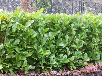 10 Cherry Laurel 2-3ft Tall Multi-Stemmed Prunus Rotundifolia, In 3L ...