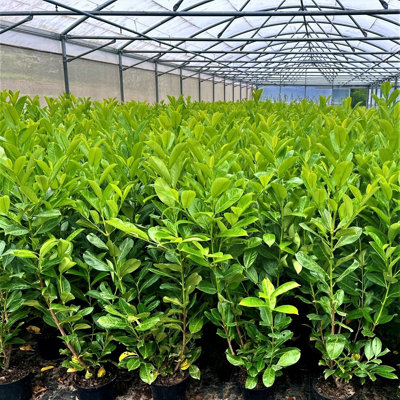 10 Cherry Laurel 3-4ft Tall Multi-Stemmed Prunus Rotundifolia, In 3L ...