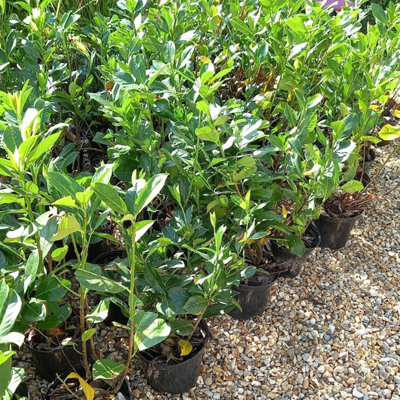 10 Cherry Laurel Hedge Plants Fast Growing Evergreen Hedging 1-2ft Tall ...