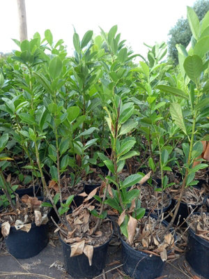 10 Cherry Laurel Hedge Plants Fast Growing Evergreen Hedging 1-2ft Tall ...