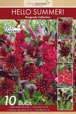 10 Hello Summer Burgundy Summer Bulb Collection Burgundy Bulb Varieties ...