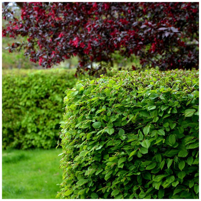 10 Hornbeam 2ft Hedging Plants, In 1L Pots Carpinus Betulus Trees ...