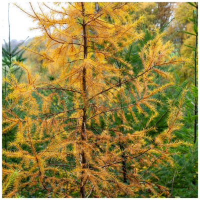 10 Japanese Larch Trees,40-60cm Larix Plants, Different Colours Every ...