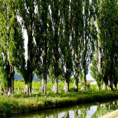 10 Lombardy Poplar / Populus Nigra Italica Trees 2-3ft Quick Native ...