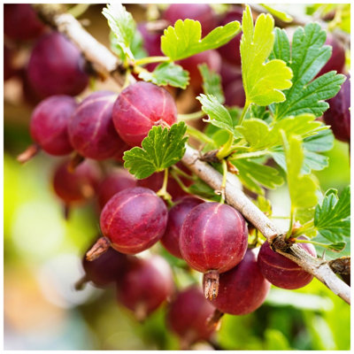 10 Red Gooseberry Captivator Plants Ribes uva Crispa, Branched Fruit ...