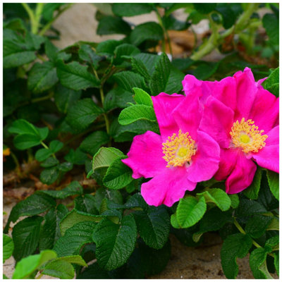 10 Red Wild Rose Hedging 30-50cm Plants,Rosa Rugosa Rubra,Flowers For ...