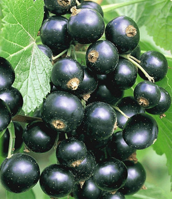 10 Titania Blackcurrant Bush Plants, Multi-stemmed, Tasty Fruit & Heavy ...