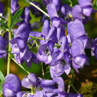 10 x Aconitum Arendsii Bare Root Monkshood Perennial Plants - Hardy ...