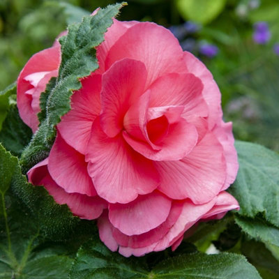 10 x Begonia Double Pink Summer Tubers - Large Headed Long Flowering ...