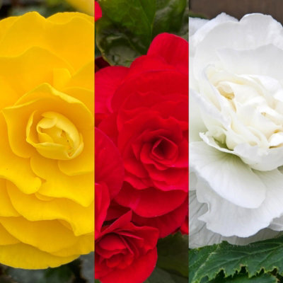 10 x Begonia Double Traditional Mix Summer Tubers - Large Headed ...