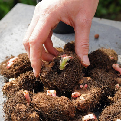 10 x Begonia Double Traditional Mix Summer Tubers - Large Headed ...