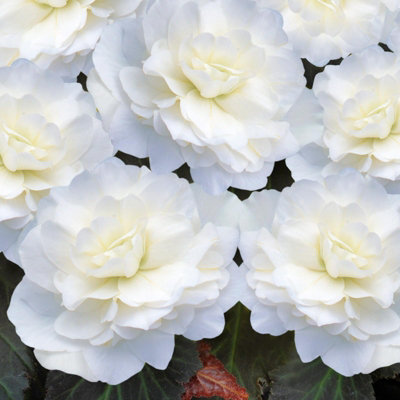 10 X BEGONIA DOUBLE WHITE SUMMER TUBERS - LONG FLOWERING SEASON ...