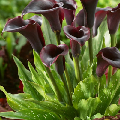 10 x Calla Lily Sunset Glow Bulb Mix - Zantedeschia - Bold Pink, Orange ...