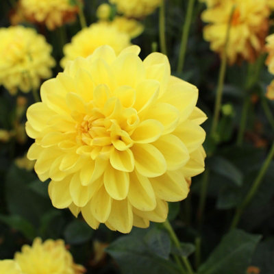 10 x Dahlia Sisa Summer Bulbs - Yellow Decorative Summer Flowering ...