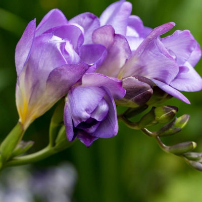 10 x Freesia Double Blue Summer Bulbs - Fragrant Herbaceous Perennial Corms - Grow in Beds ...