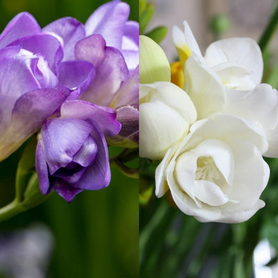 10 x Freesia Double Rhapsody in Blue Mix Summer Bulbs - Fragrant ...