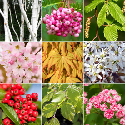 10 x Mixed Landscape Quality Ornamental Trees - Vibrant Foliage, Garden ...