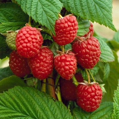 10 x Raspberry Autumn Bliss Bare Root Canes - Grow Your Own Fresh ...
