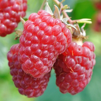 10 x Raspberry Tulameen Bare Root Canes - Grow Your Own Fresh ...