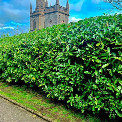 100 Cherry Laurel 2-3ft Multi-Stemmed Prunus Rotundifolia, Evergreen ...