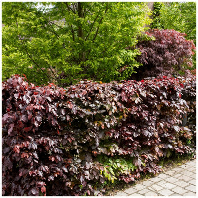 100 COPPER PURPLE BEECH 2-3FT TALL HEDGING TREES, STUNNING ALL YEAR ...