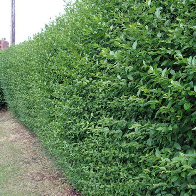 100 Green Privet 40-60cm Tall Hedging Ligustrum Plants Hedge, Fast ...
