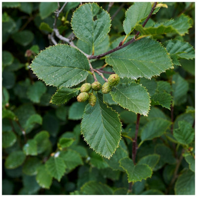 100 Grey Alder Trees, Alnus Incana 30-50cm Hedging 3FATPIGS | DIY at B&Q