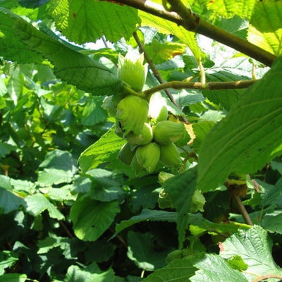 100 Hazel Plants,Flowering Edible Nut Hedge,1-2ft Wildlife Friendly ...