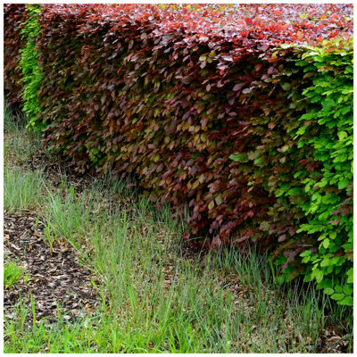 100 Mixed Green & Purple Beech Hedging Plants 2-3ft Fagus Sylvatica Trees