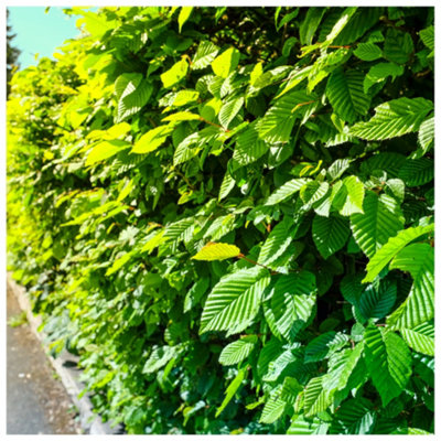 100 Native Hornbeam Hedging Plants 40-60cm Trees Hedge,2ft,Good For Wet ...