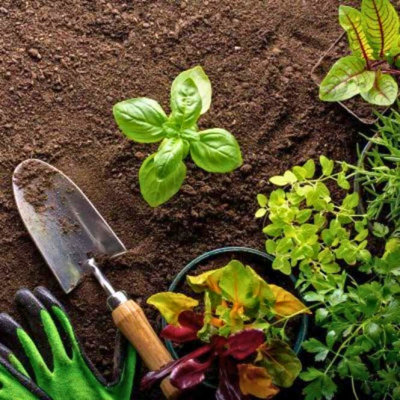 100% Natural Peat Free Soil Conditioner Plant Garden Landscaping Top ...