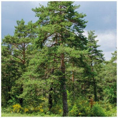 100 Scots Pine Trees 20-25cm Tall,Native Evergreen, Pinus Sylvestris ...
