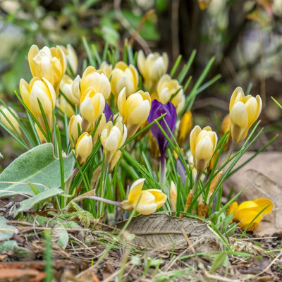 100 x Crocus Romance Spring Bulbs - Yellow Early Flowering Perennials ...