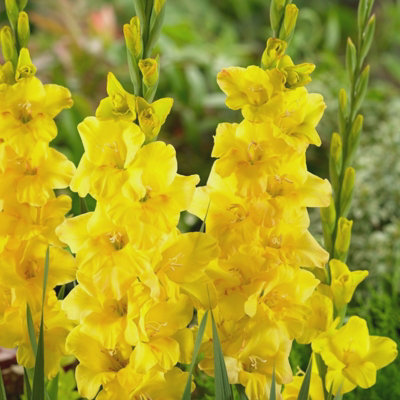100 x Gladioli Nova Lux Yellow Summer Bulbs - Gladiolus Sword Lilies ...
