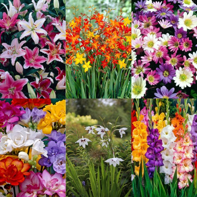 100 x Summer Bulb Mixed Collection - Includes Gladioli, Lilies, Freesia - Pollinator Friendly ...