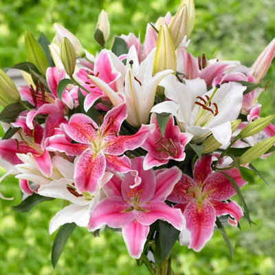 100 x Summer Bulb Mixed Collection - Includes Gladioli, Lilies, Freesia ...