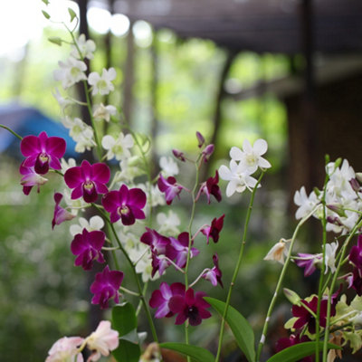 10L Orchid Compost Potting Mix by Laeto Your Signature Garden